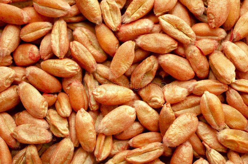 Wheat Grains Background, Close-up, Top View. Macro-plan of the Treated ...