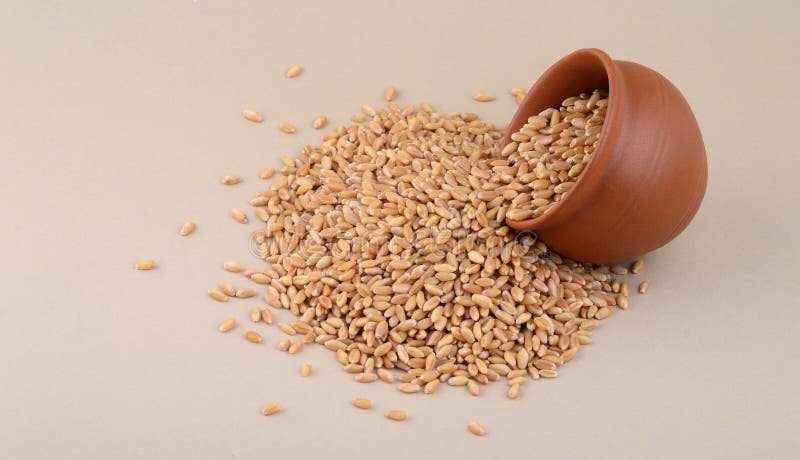 Wheat grains in clay pot stock photo. Image of cereal - 106550136