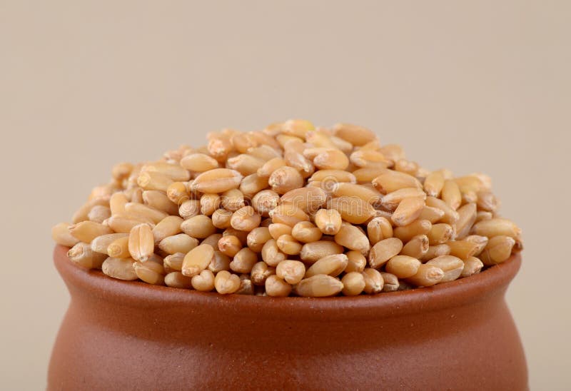 Wheat grains in clay pot stock photo. Image of fruit - 106551602