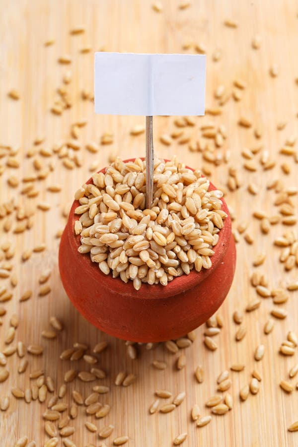 Wheat Grains in Clay Pot on White Background Stock Photo - Image of ...