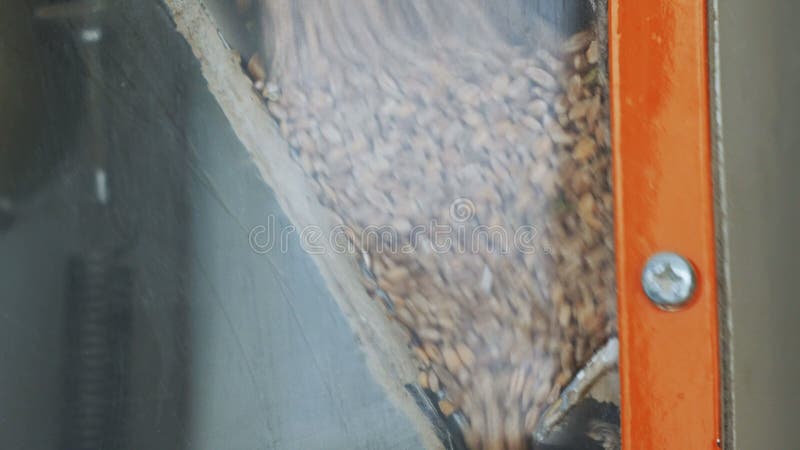 Wheat Grains are Cleaning and Sieving by Vibration, Modern Automated ...