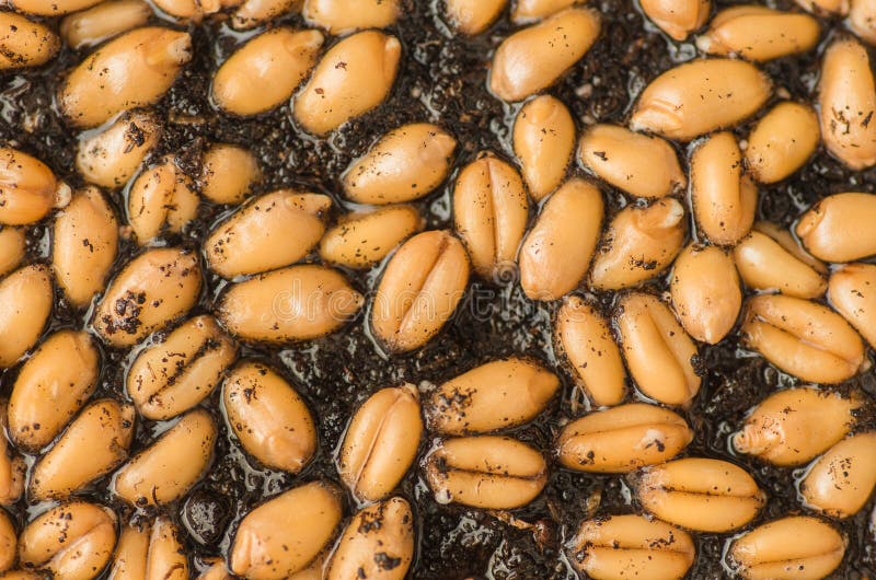 Wheat grains close stock photo. Image of ripe, soil, seed - 72661848