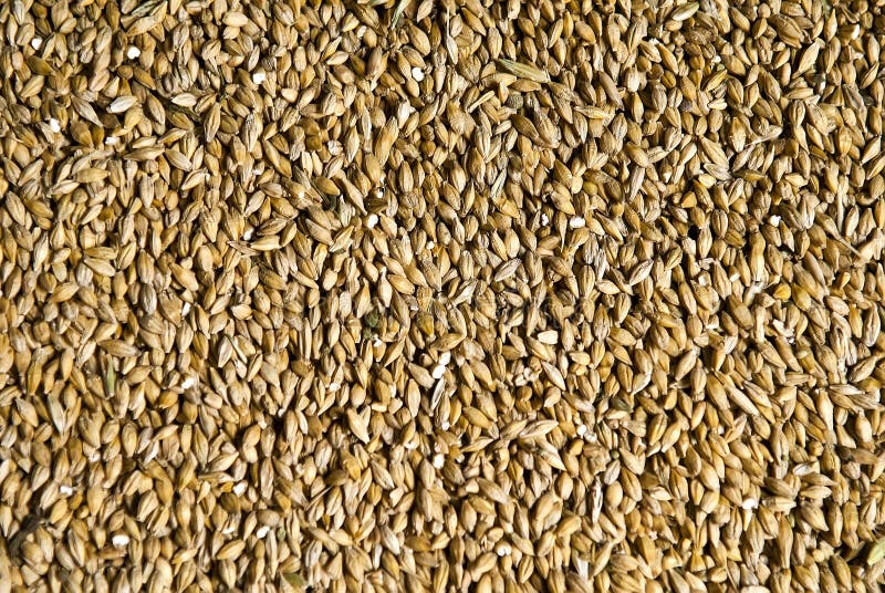 Wheat grains close up stock photo. Image of cereal, diet - 77351940