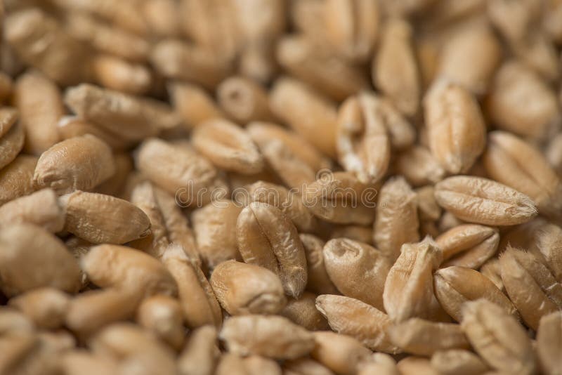 Wheat stock photo. Image of tasty, corn, baker, health - 100701558