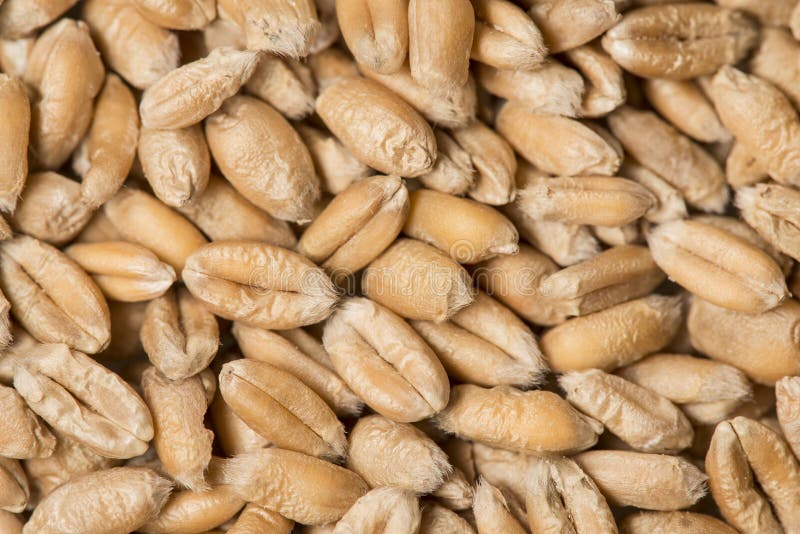 Wheat stock image. Image of bake, health, light, wheat - 100701717