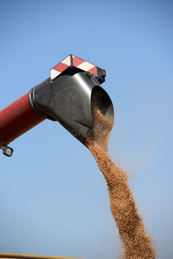Wheat grains stock image. Image of ripe, land, agriculture - 56498421
