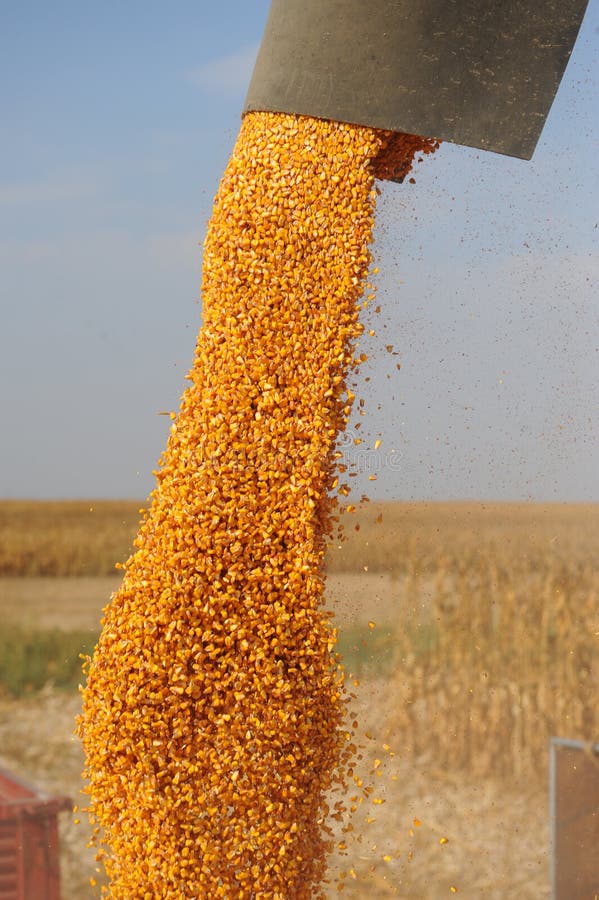 Wheat grains stock photo. Image of nature, growth, reaping - 62045320