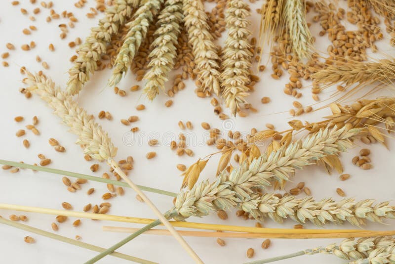 Wheat Grains and Different Varieties of Wheat Stock Image - Image of ...