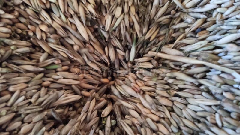 Wheat Grains Disappear into the Funnel of the Mill. Food Industry Stock ...