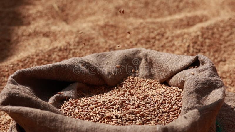 Wheat Grains are Falling on Pile in Bindle Bag after Agricultural ...