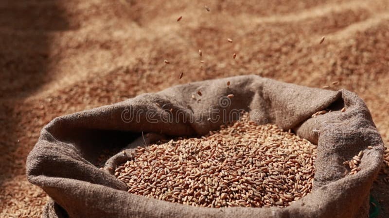 Wheat Grains are Falling on Pile in Bindle Bag after Agricultural ...