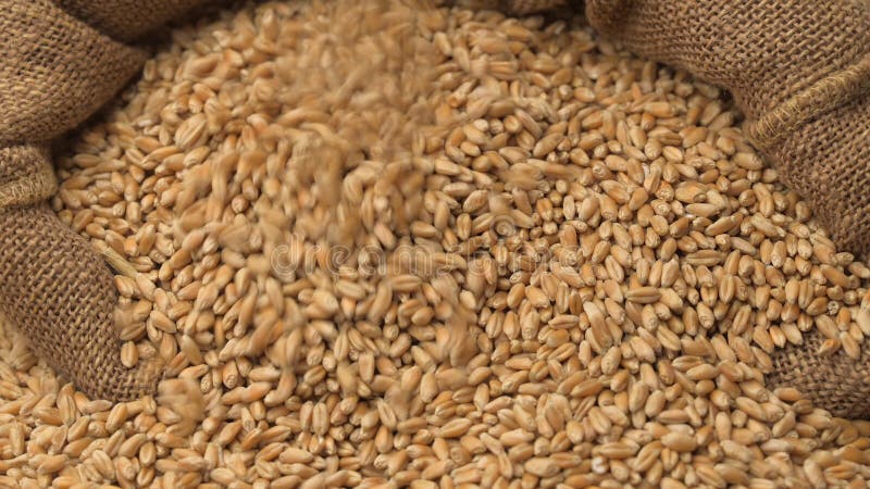 Wheat Grains Falling in Sack Stock Footage - Video of yellow, gold ...