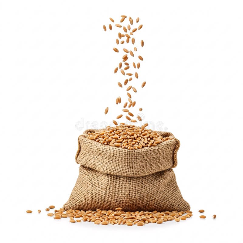 Wheat Grains Falling into a Sack, Isolated on White Stock Illustration ...