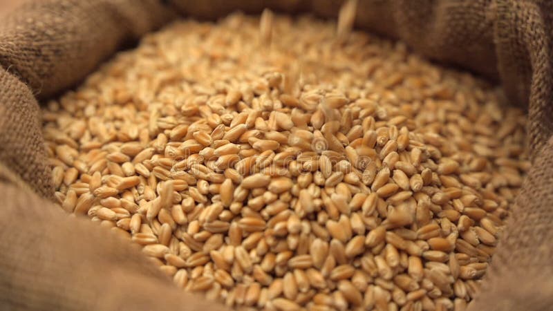 Wheat Grains Falling in Sack Stock Video - Video of seed, closeup ...