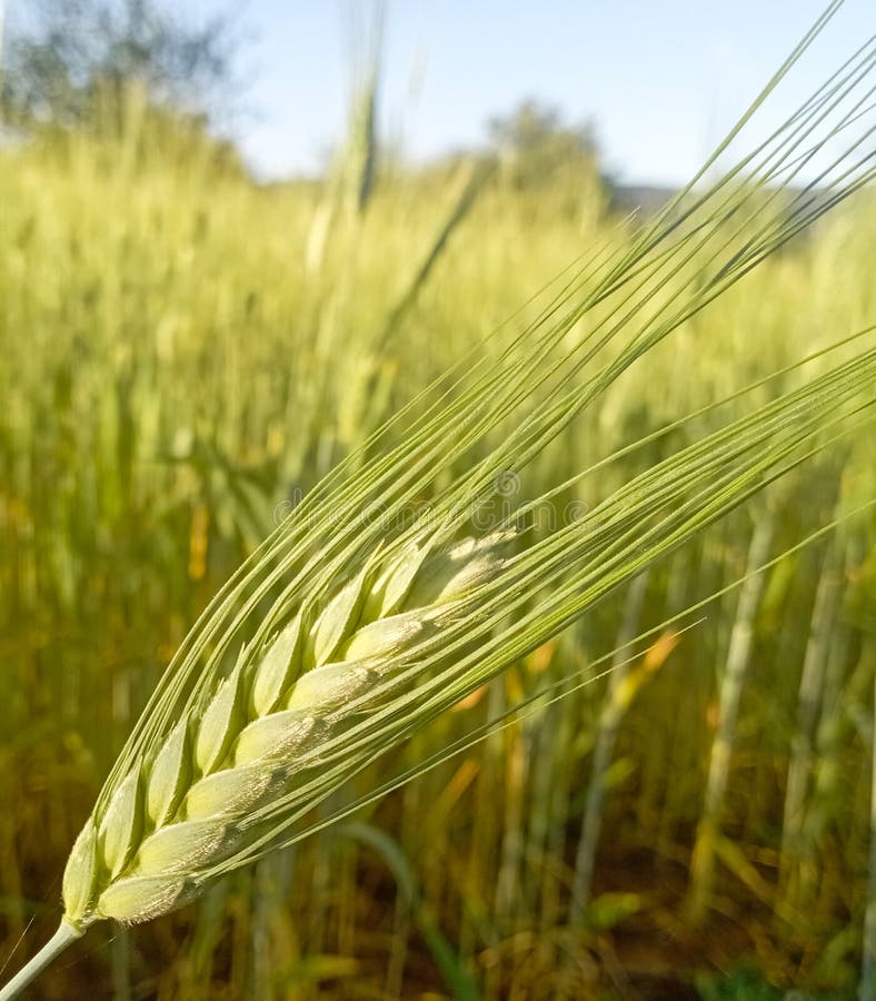 Wheat grains on the farm stock image. Image of grass - 276414135