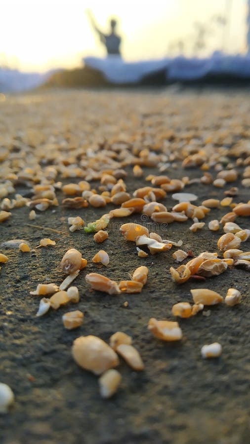 Wheat Grains on the Ground Fall Down Stock Photo - Image of cups ...
