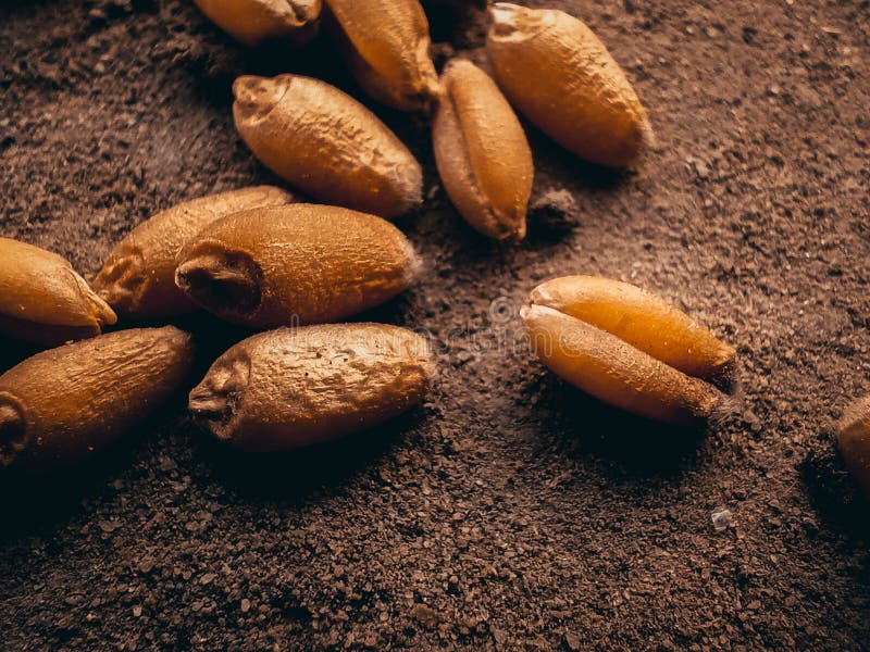Wheat grains on the ground stock image. Image of grain - 212043563