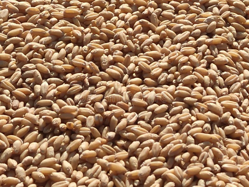 Wheat grains indian crop stock image. Image of grains - 170282987