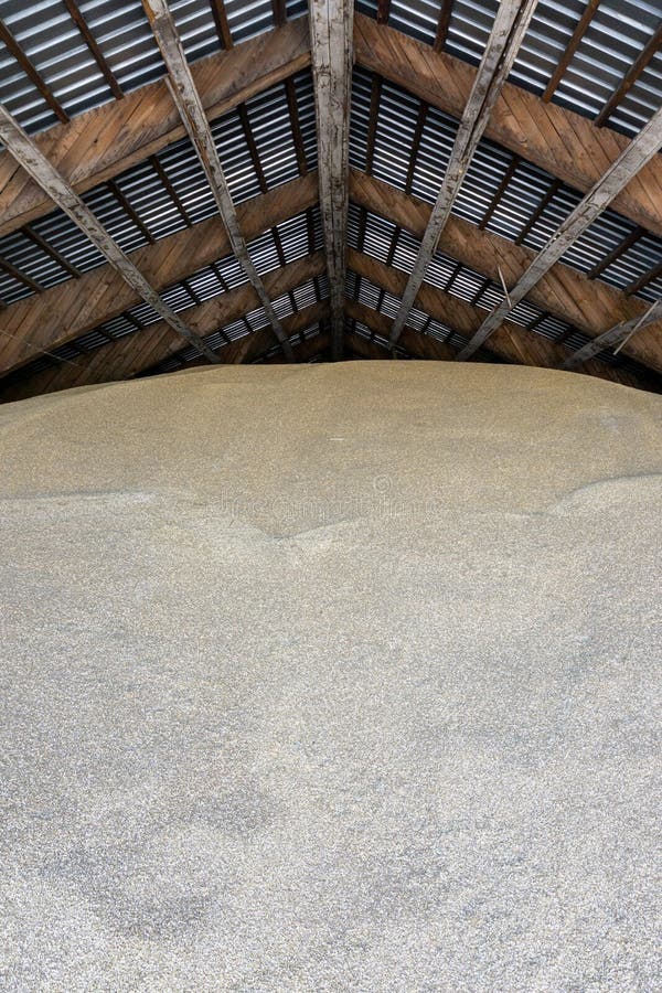Wheat Grains Inside the Warehouse Stock Image - Image of ingredient ...
