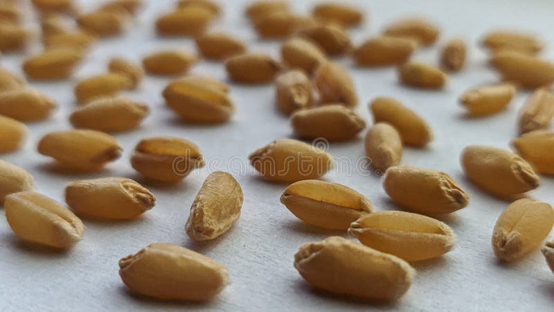 Wheat Grains Isolated on White Background. Stock Image - Image of ...