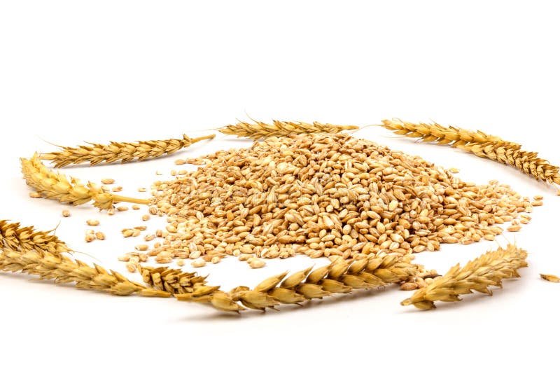 Wheat Grains Isolated on White Background with Clipping Path, Close-up ...