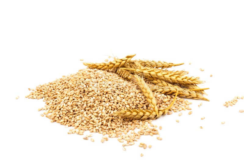 Wheat Grains Isolated on White Background with Clipping Path, Close-up ...