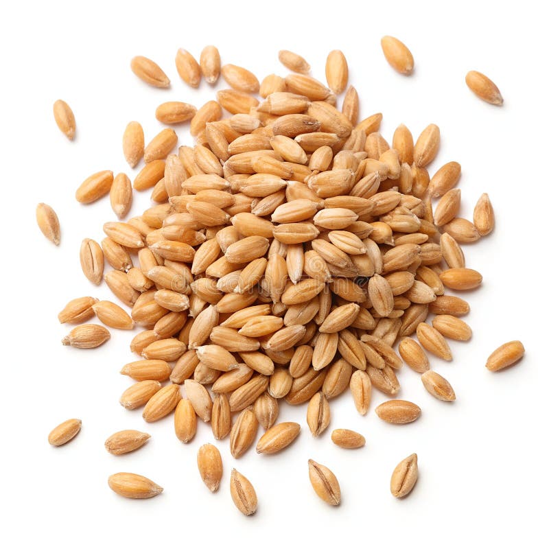 Wheat Grains Isolated on White Background, Close-Up Stock Illustration ...
