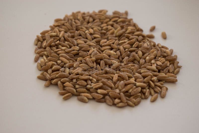 .Wheat Grains Isolated on White Background.Close Up of Grains Stock ...