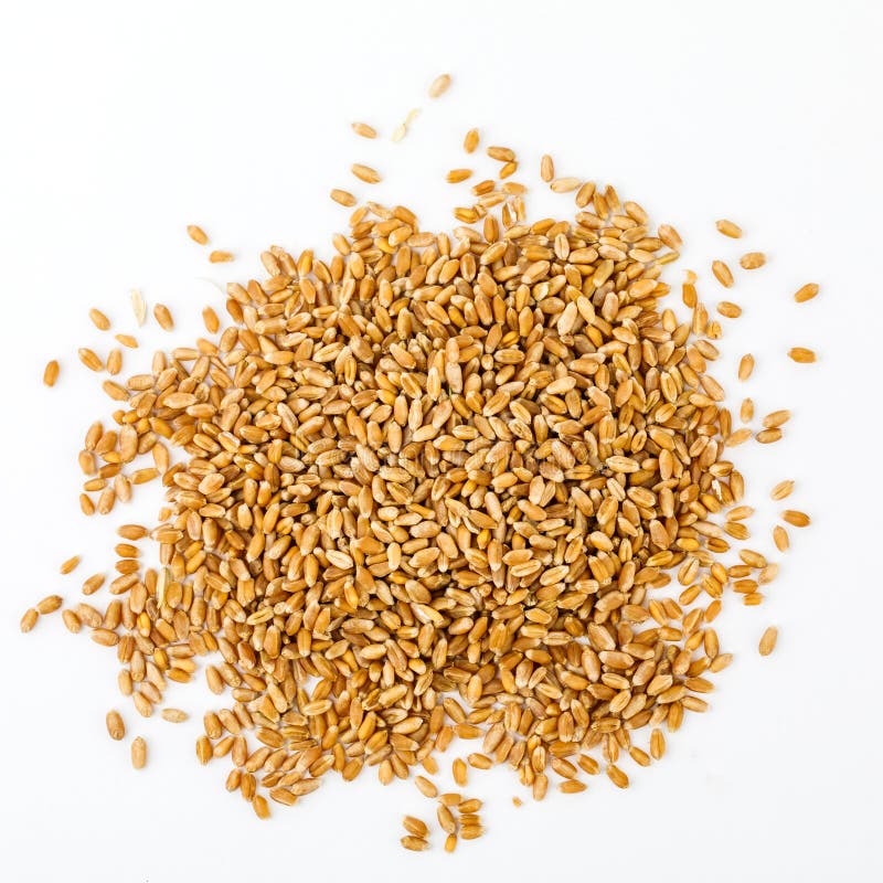 Wheat Grains Isolated on White Background. Wheat Seeds Close Up Stock ...