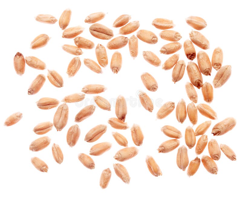 Wheat on white background stock photo. Image of meal - 106257980