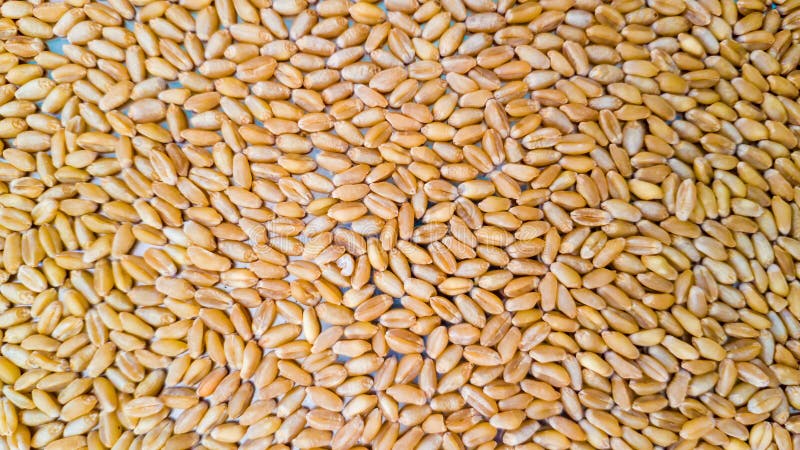 Wheat Grains Laid on a Flat Surface Stock Image - Image of background ...