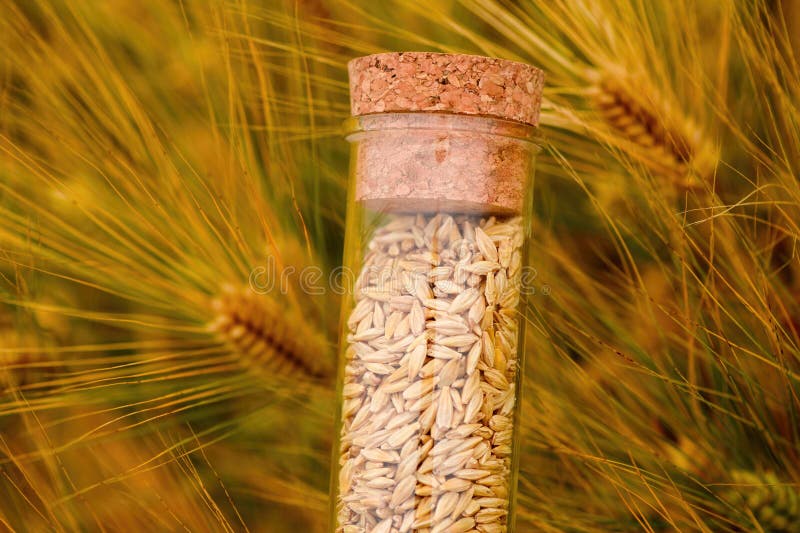 372 Cereal Grains Sample Stock Photos - Free & Royalty-Free Stock ...