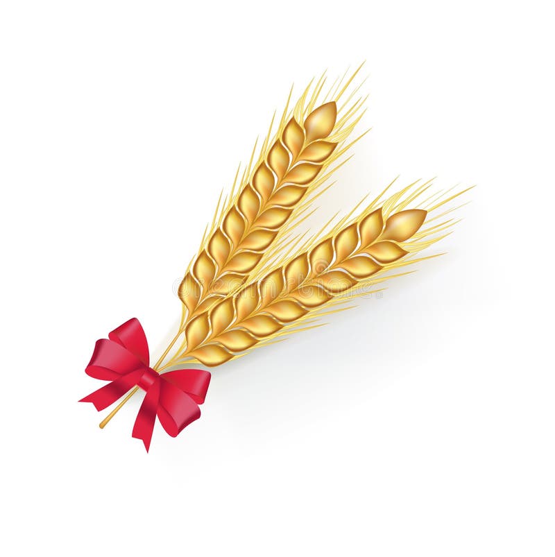 Sheaf of wheat with ribbon stock vector. Illustration of nature - 46766448