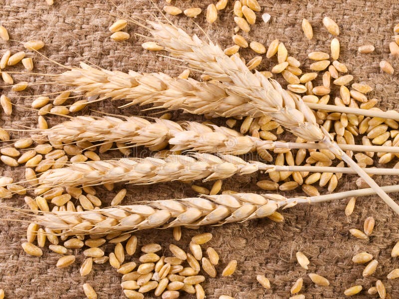 Wheat stock image. Image of indoors, group, wheat, food - 49380147