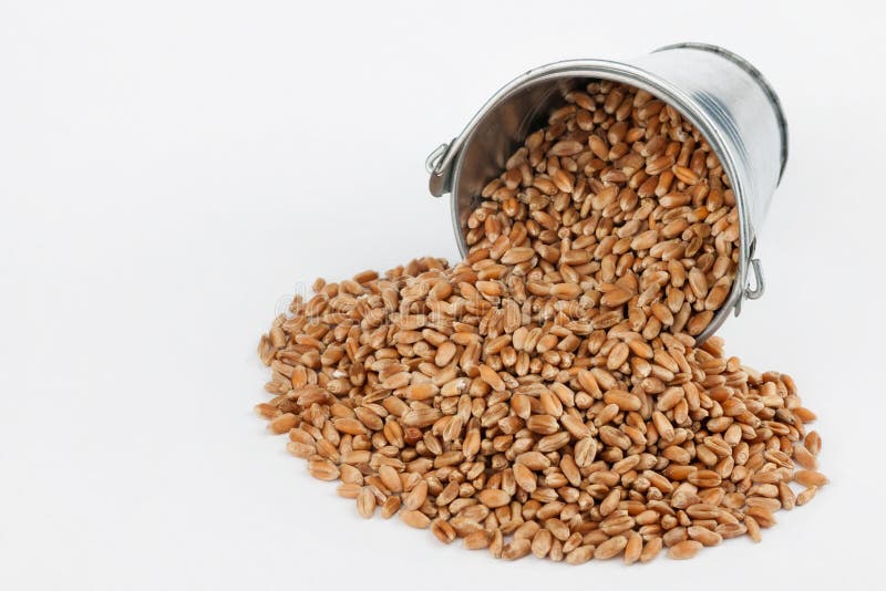 Wheat Grains Spilling Out of Bucket Stock Image - Image of food, iron ...