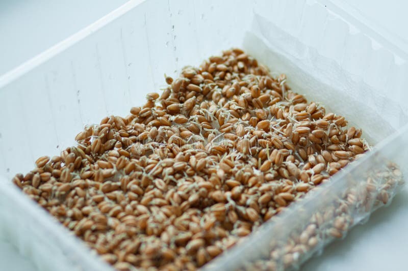 Sprouted Wheat Grains in a Transparent Container Stock Photo - Image of ...