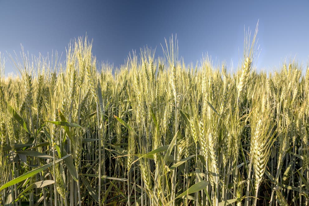 Wheat Grains Still on the Stalk Stock Image - Image of nampa, morning ...