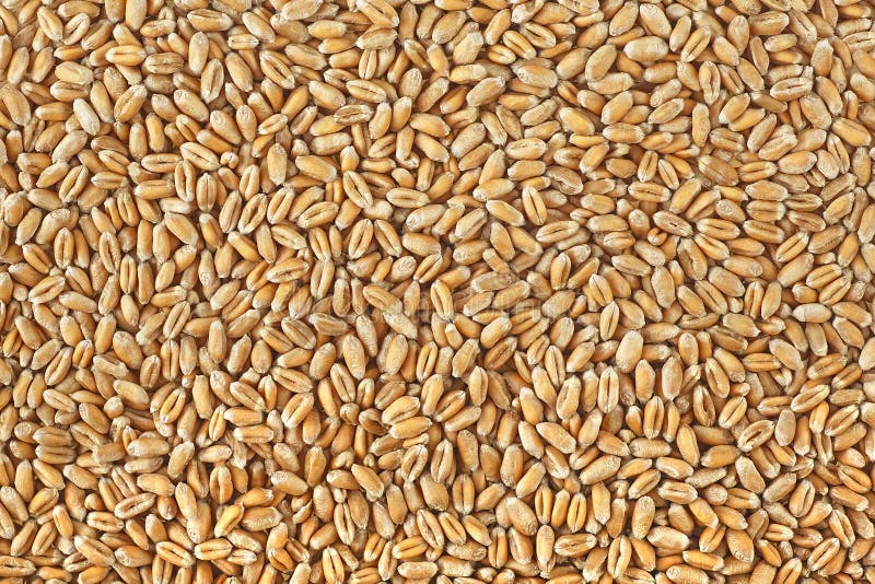 Wheat Grains Texture. Wheat Grains As Agricultural Background Stock ...