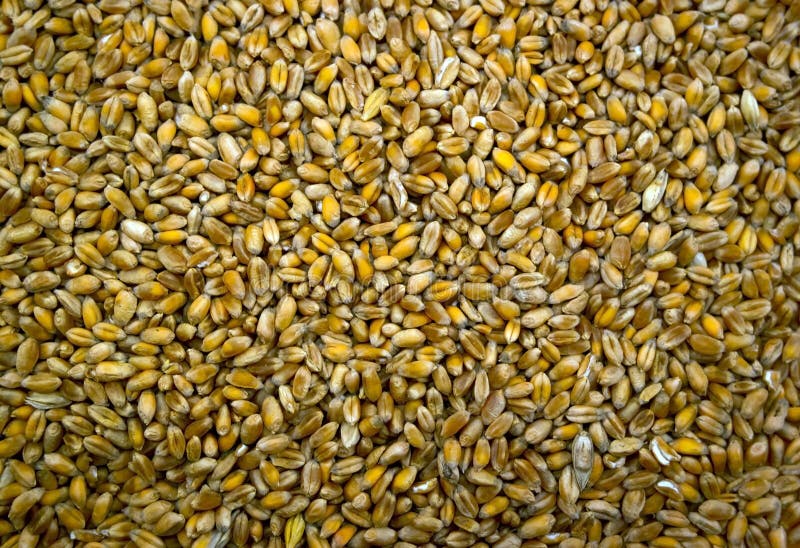 Wheat grains texture stock photo. Image of seed, bread - 63982854