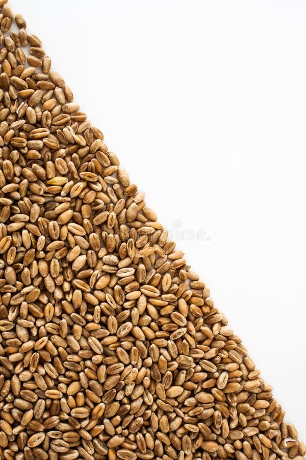 Wheat Grains on a White Background Stock Photo - Image of dietary ...