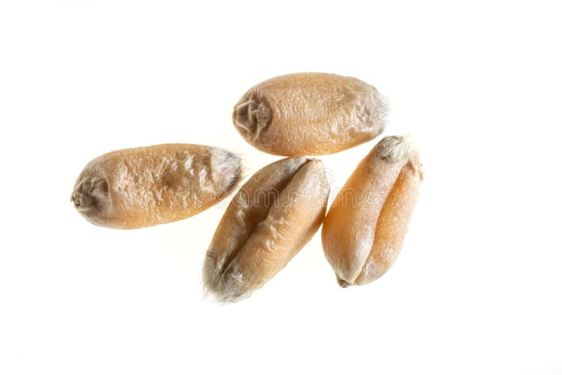 Wheat Grains on a White Isolated Background Stock Photo - Image of meal ...
