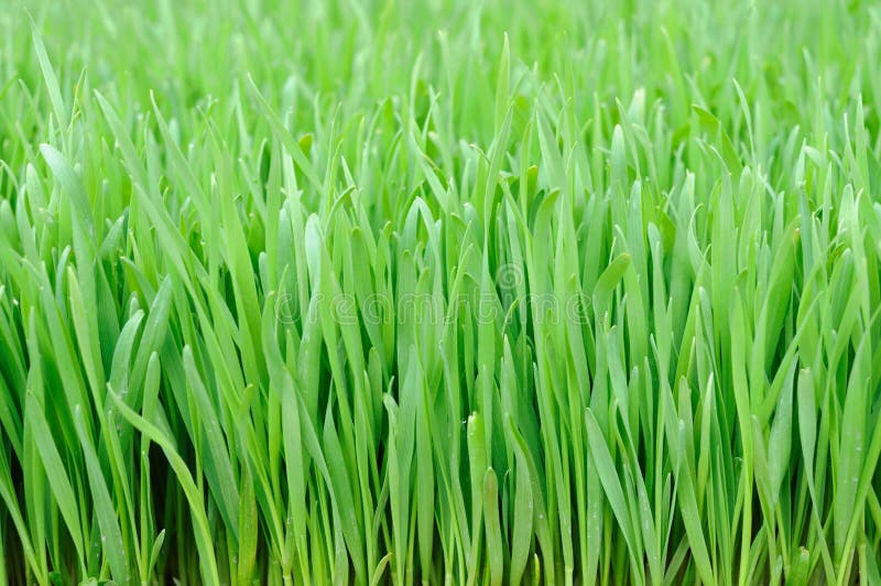 Wheat grass stock image. Image of green, plant, leaf - 12966777