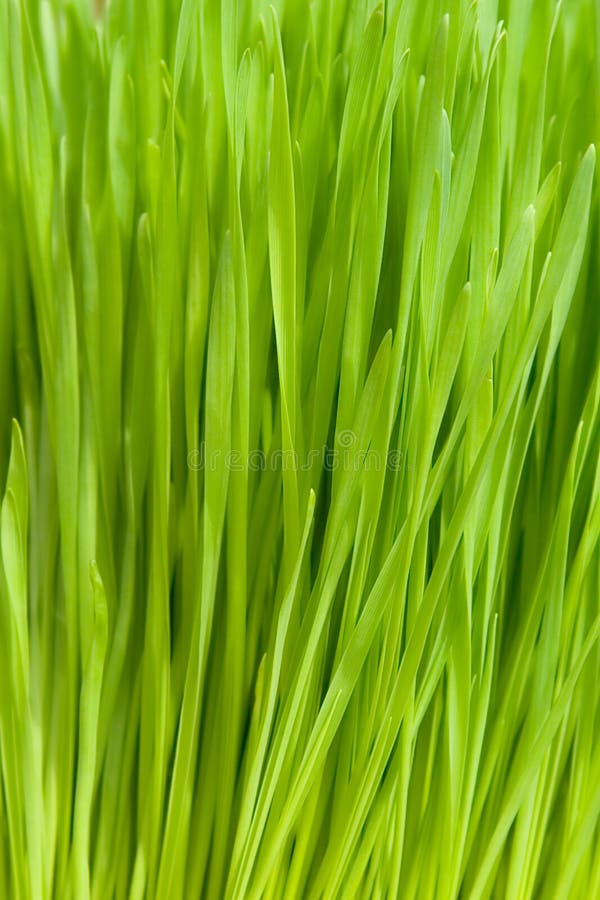 Wheat Grass stock photo. Image of blade, drink, food, grass - 138560