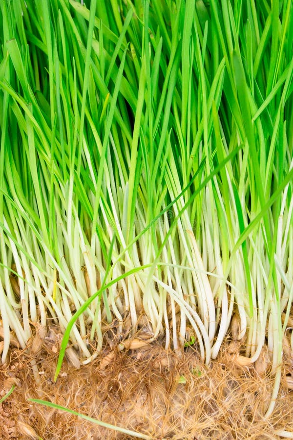 Wheat grass close up stock photo. Image of germ, agriculture - 50989212