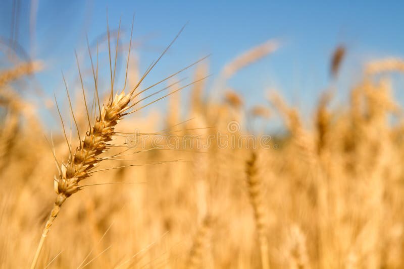 Wheat Grass in Farm Field stock image. Image of wheat - 20713485