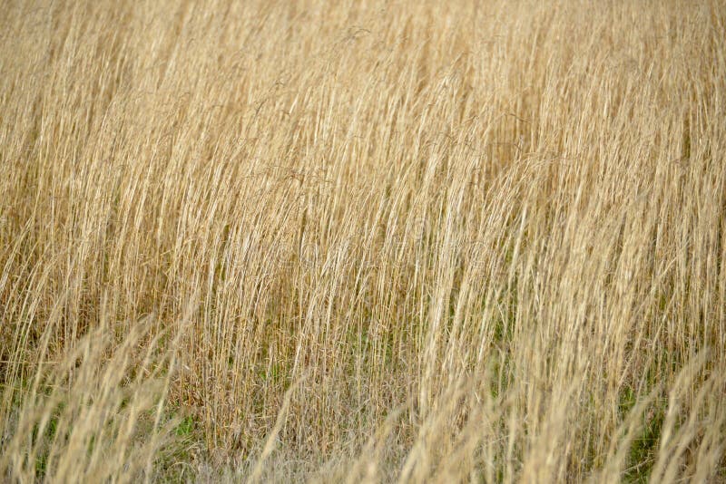 Wheat grass field stock photo. Image of farming, crop - 113609742