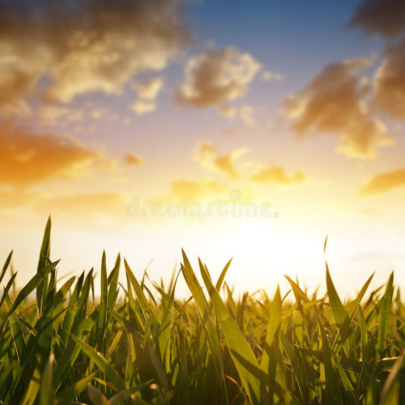 Wheat Grass on the Field during Sunrise. Stock Photo - Image of beauty ...