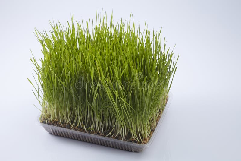 Wheat grass stock image. Image of wheat, plant, growth - 63818179