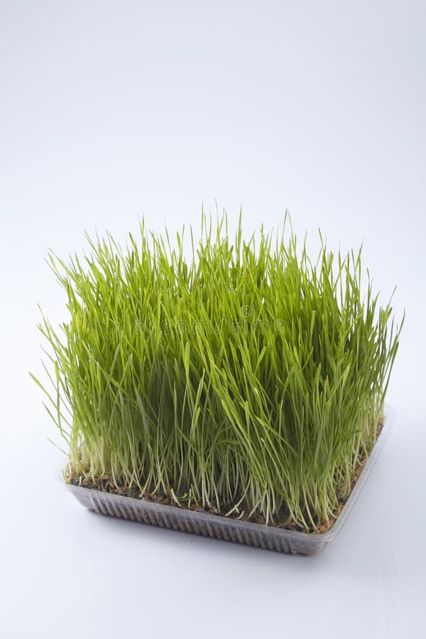 Wheat grass stock image. Image of natural, crop, isolated - 63818185