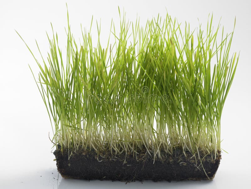 Wheat grass stock image. Image of wheatgrass, freshness - 63818671